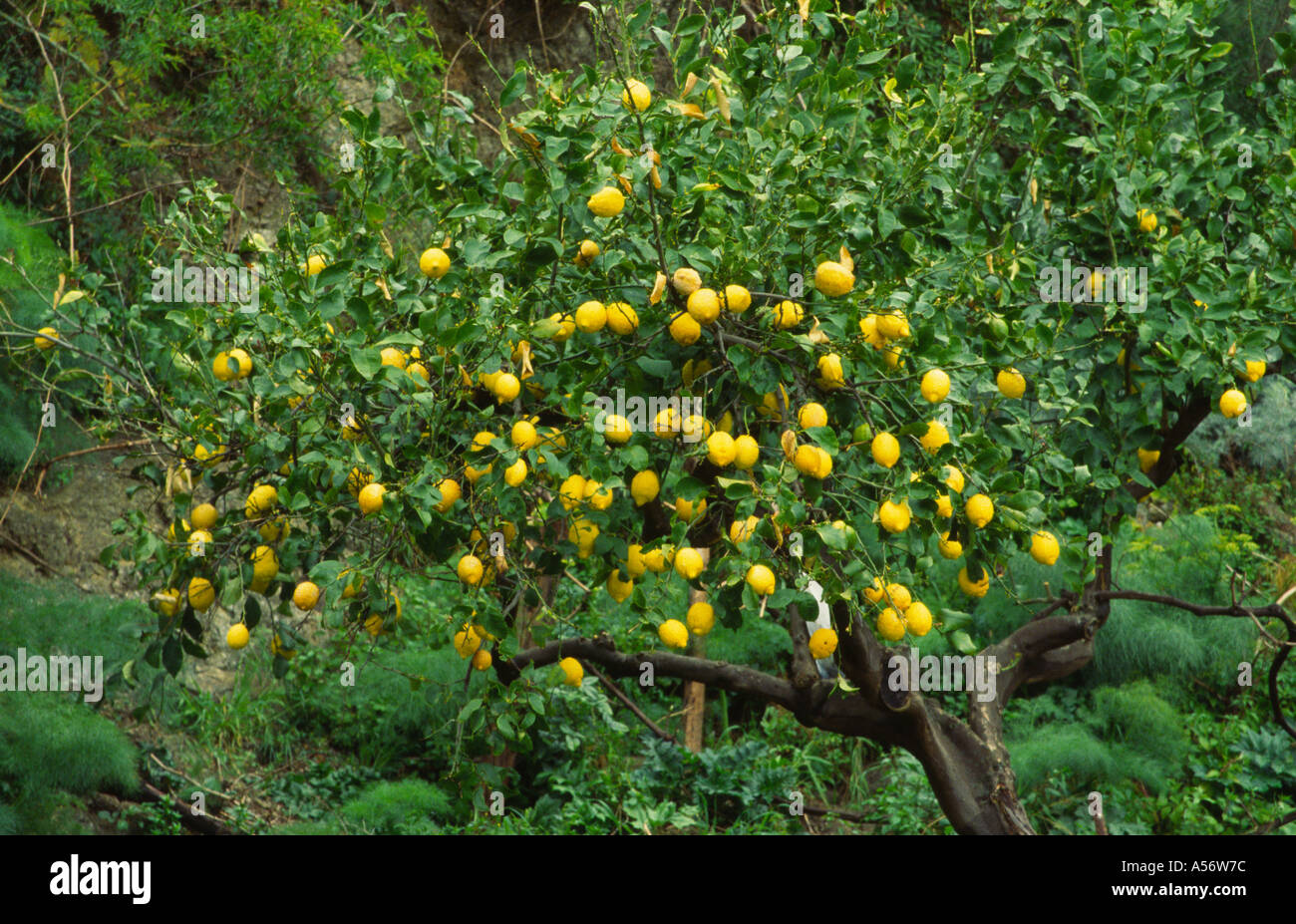 Lemon tree in a garden near Taormina Sicily Stock Photo - Alamy