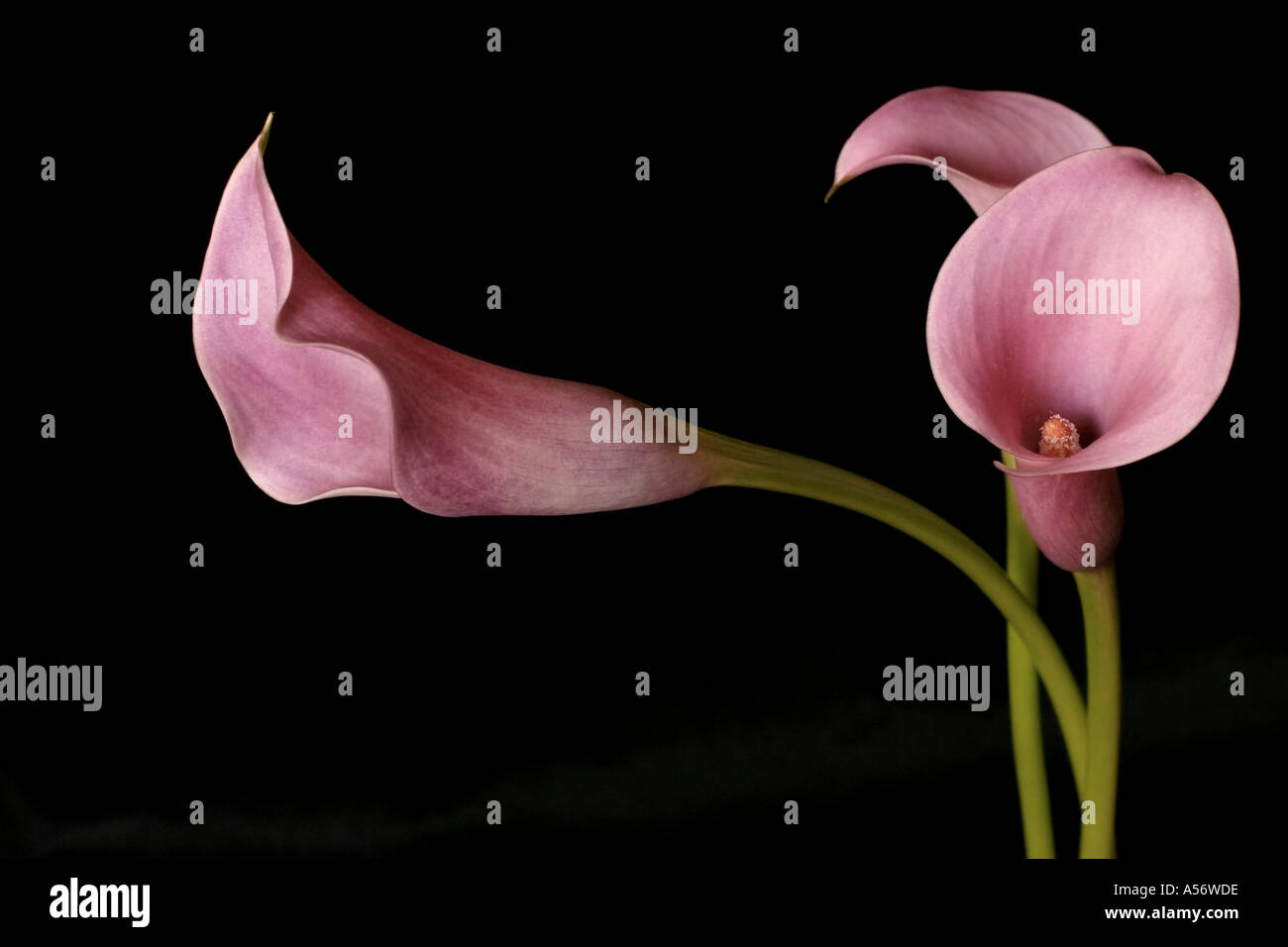 Pink calla lily zantedeschia rehmannii hi-res stock photography and ...