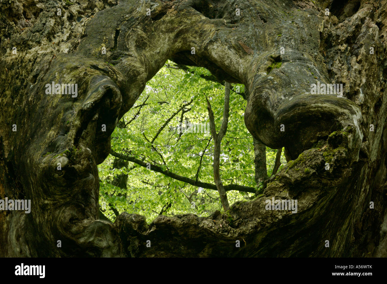 Italien dead giant beech tree in the St Antonio forest Majella National ...