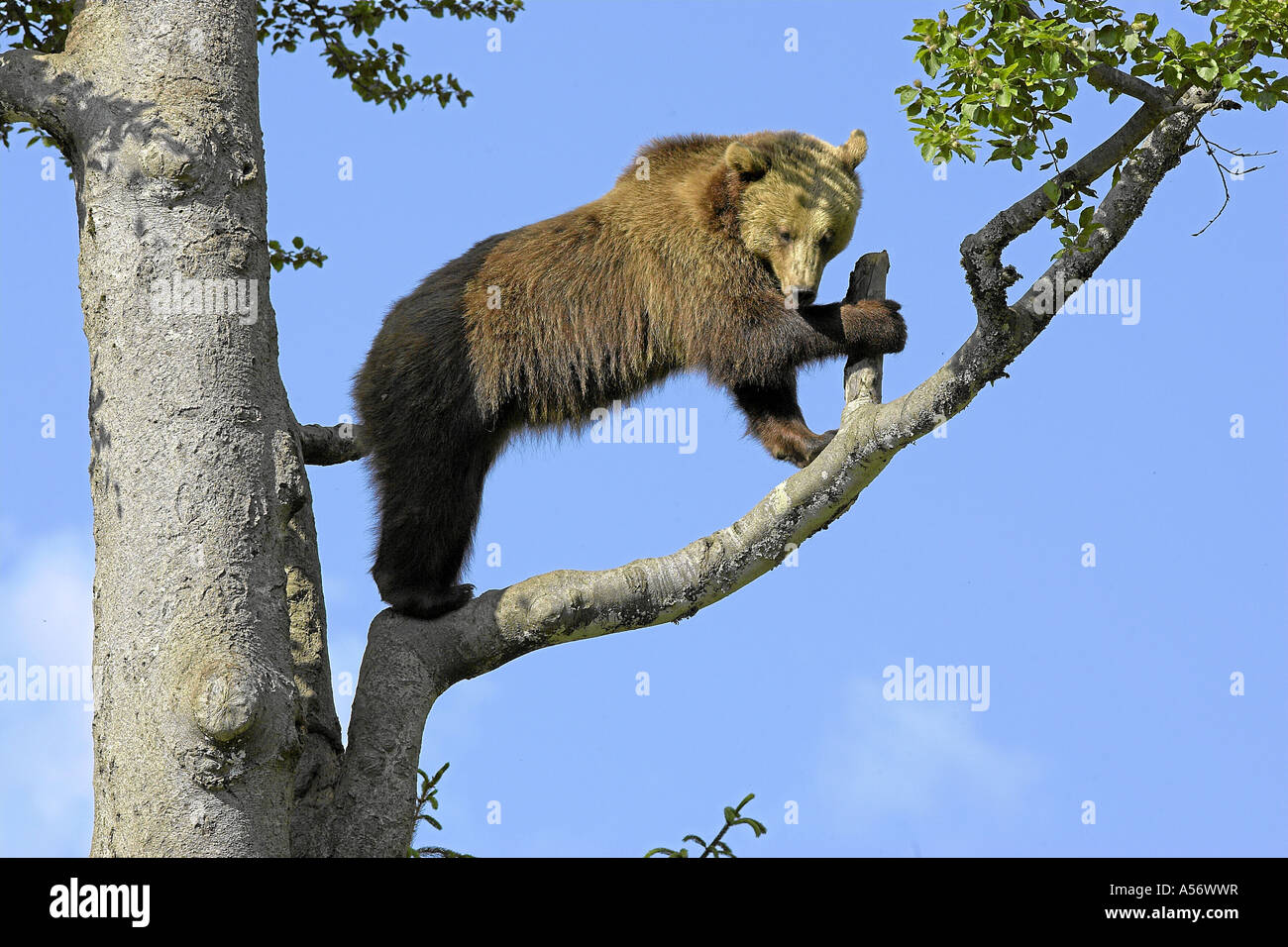 Europaeischer Braunbaer European Brown Baer Stock Photo - Alamy