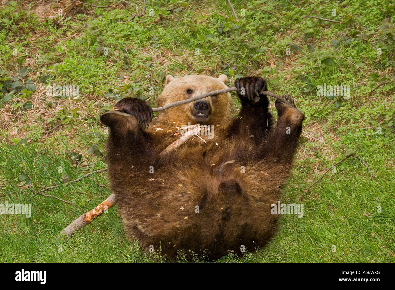 Europaeischer Braunbaer European Brown Baer Stock Photo - Alamy