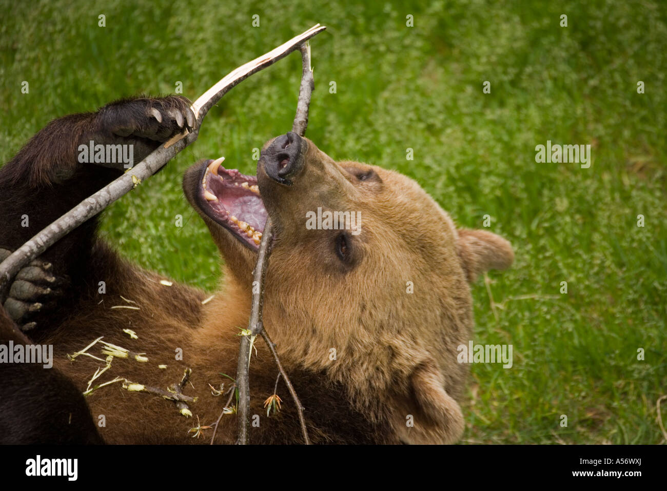 Europaeischer Braunbaer European Brown Baer Stock Photo - Alamy
