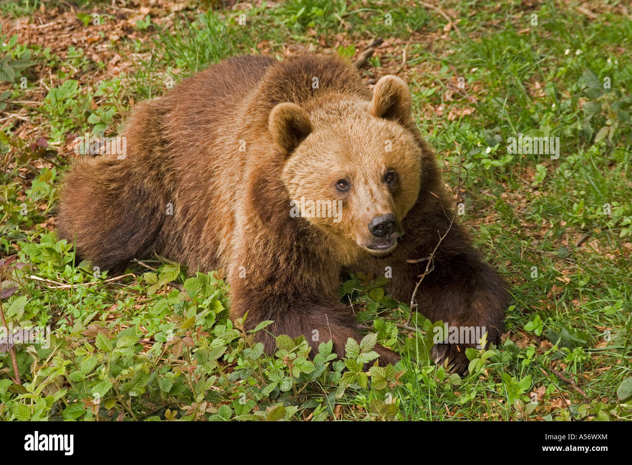 Europaeischer Braunbaer European Brown Baer Stock Photo - Alamy