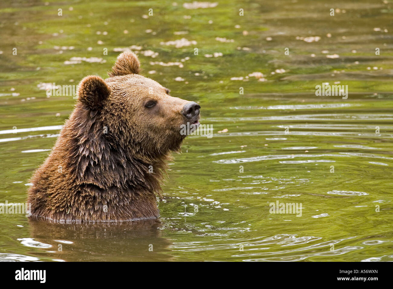 Europaeischer braunbaer hi-res stock photography and images - Alamy