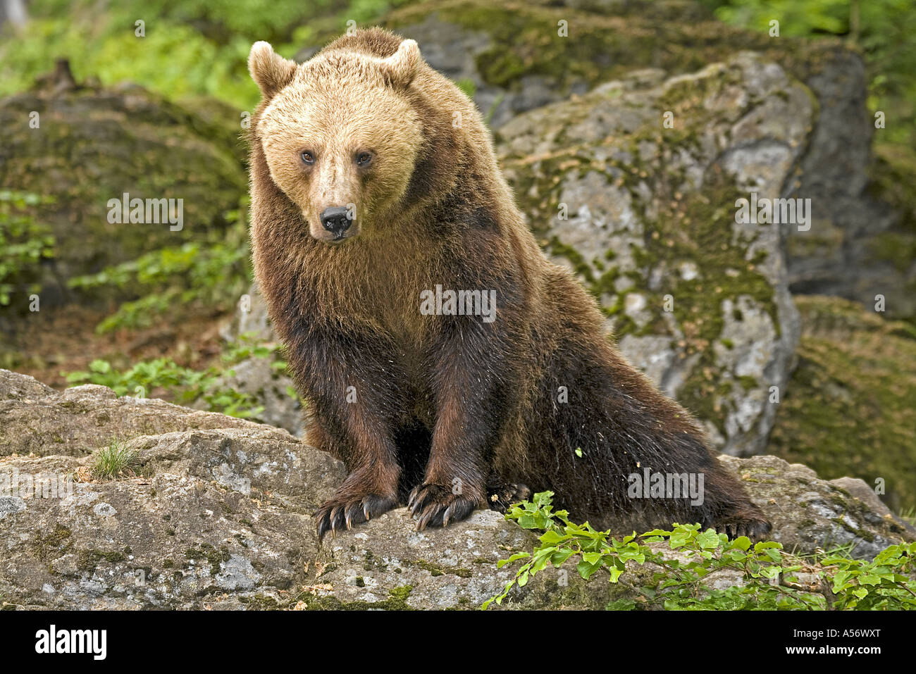 Europaeische braunbaeren ursus arctos hi-res stock photography and ...