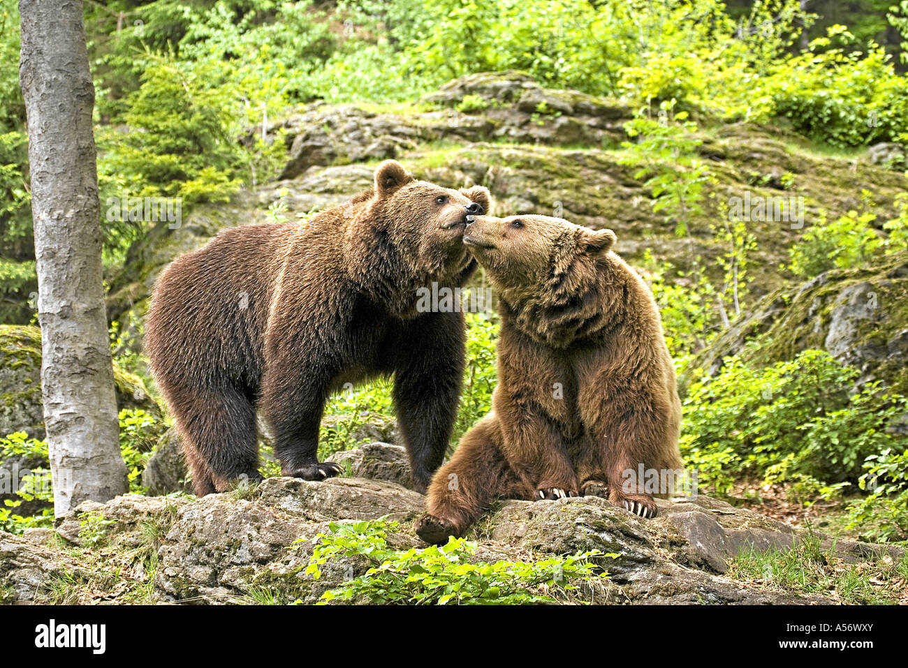 Europaeischer Braunbaer European Brown Baer Stock Photo - Alamy