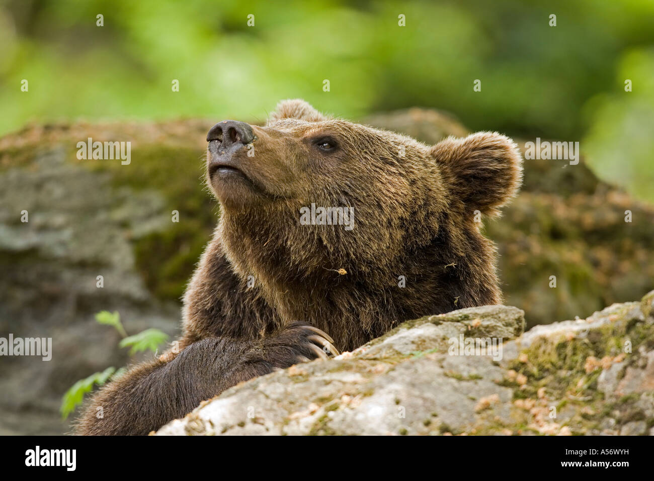 Europaeische braunbaeren ursus arctos hi-res stock photography and ...