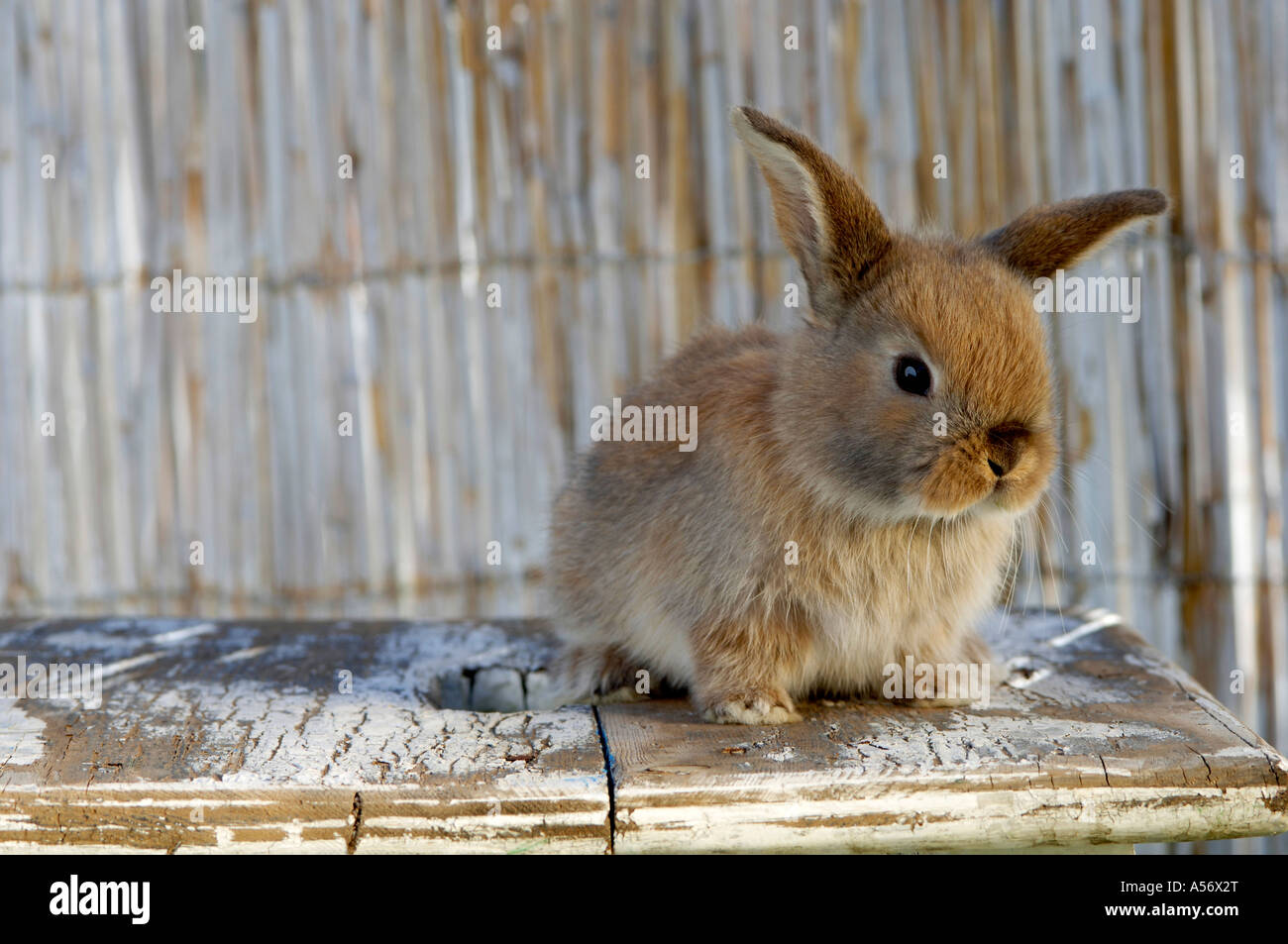 Rabbit on table Stock Photo - Alamy