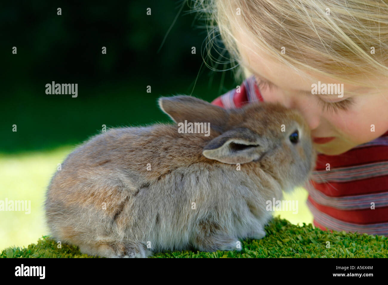 Girl (3-4) petting rabbit Stock Photo - Alamy