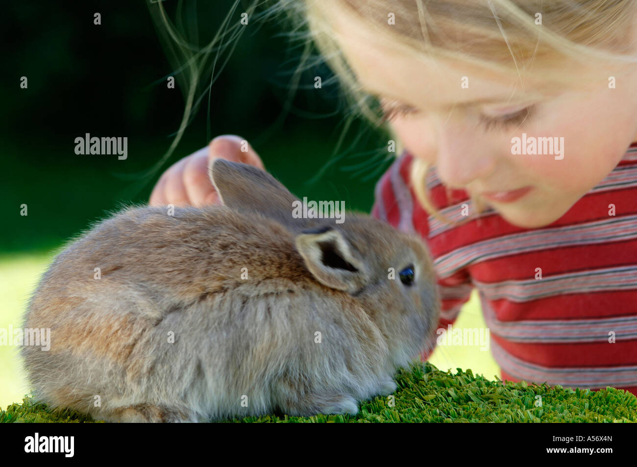 Girl (3-4) petting rabbit Stock Photo - Alamy