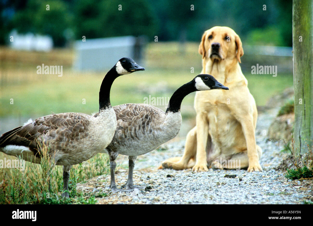 Dog watching pair of geese Stock Photo - Alamy
