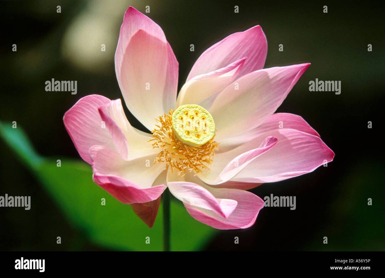 Lotus flower, close-up Stock Photo - Alamy