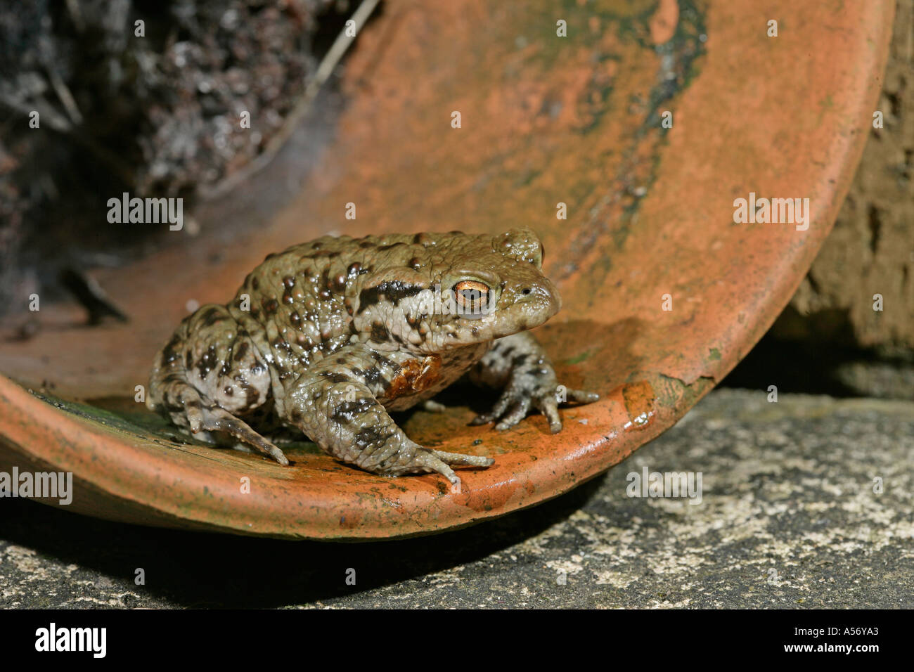 COMMON TOAD Bufo bufo Stock Photo - Alamy