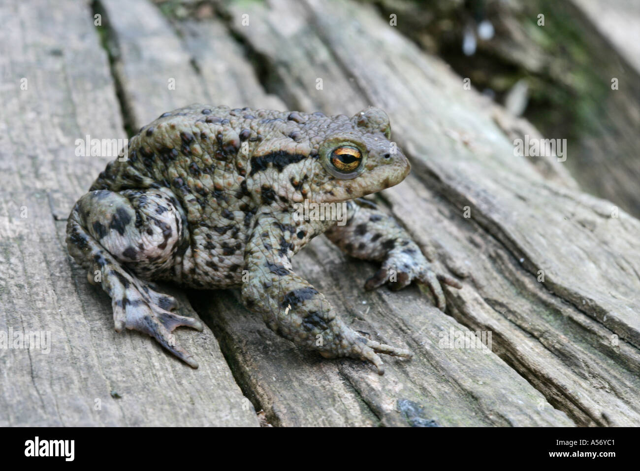 COMMON TOAD Bufo bufo Stock Photo - Alamy