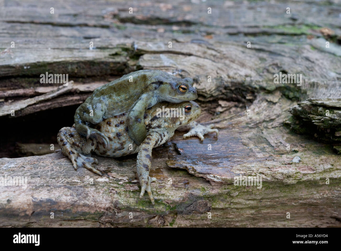 COMMON TOAD Bufo bufo Stock Photo - Alamy COMMON TOAD Bufo bufo Stock Photo - Alamy