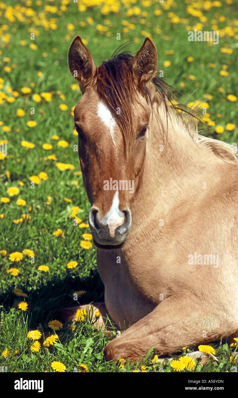 Criollo hi-res stock photography and images - Alamy