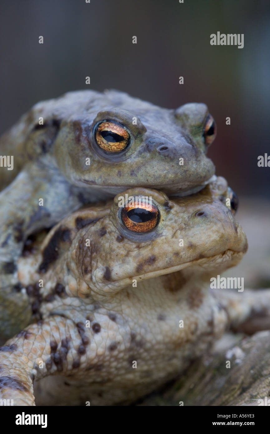 COMMON TOAD Bufo bufo Stock Photo - Alamy
