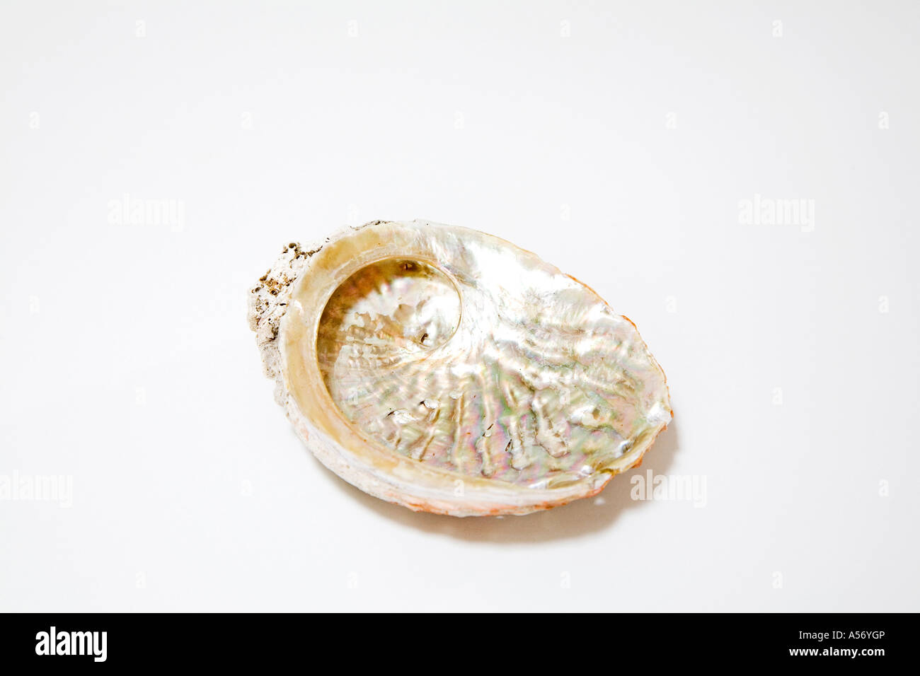 Sea shell, close-up Stock Photo - Alamy