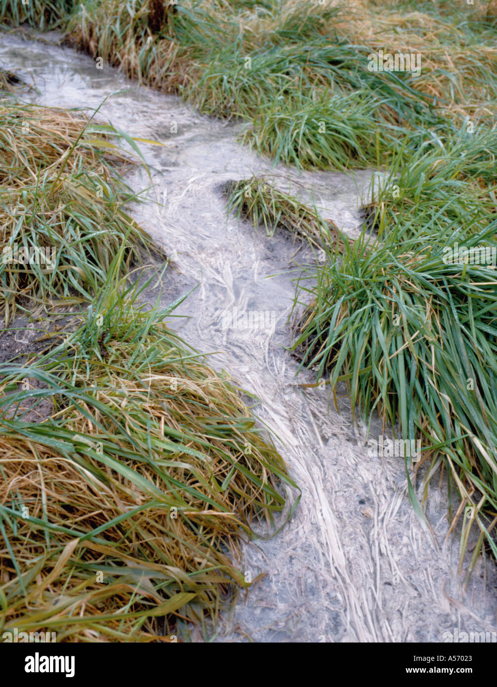 Grass bleached by raw sewage Stock Photo - Alamy