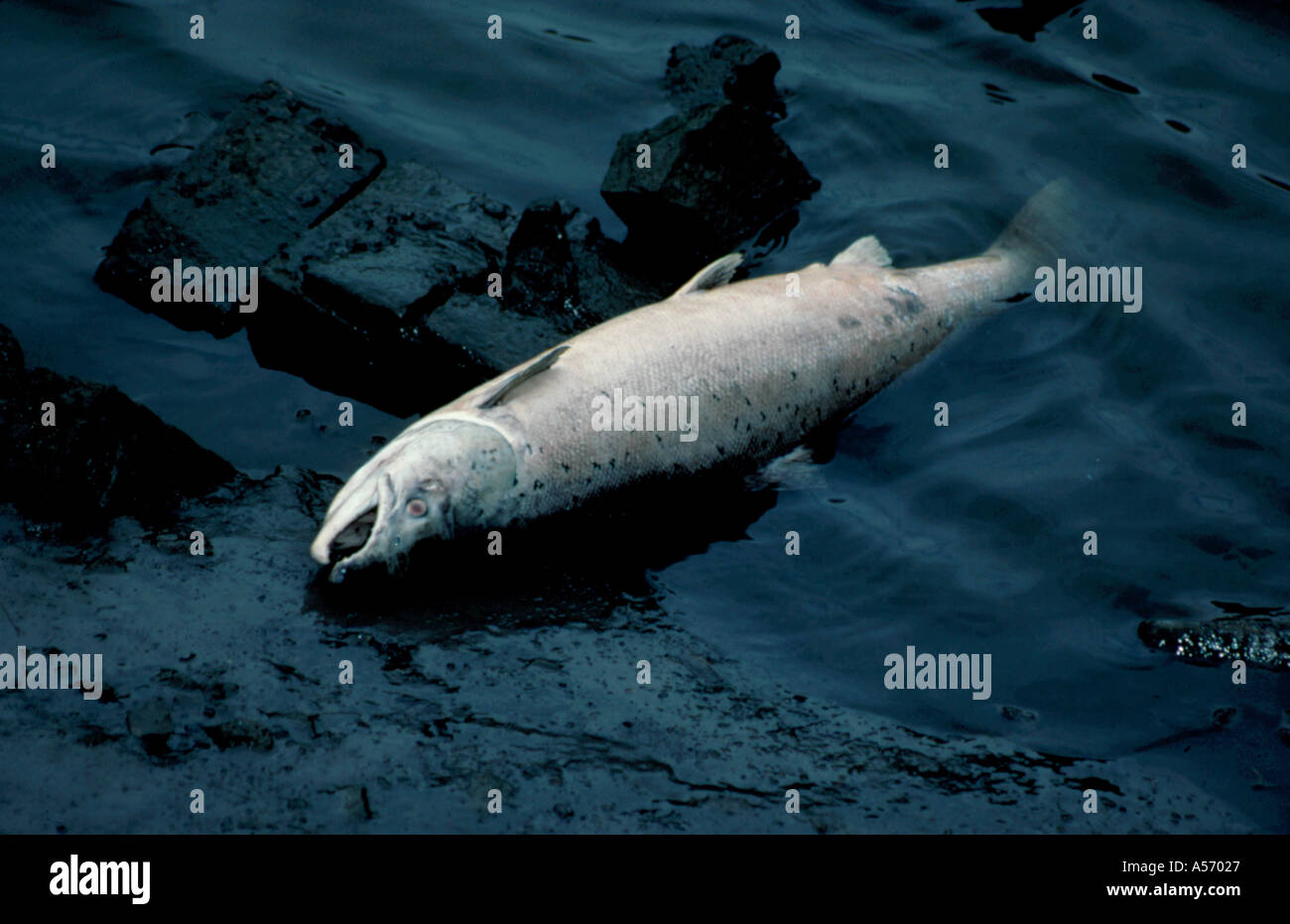 Dead salmon at the edge of a polluted river Stock Photo - Alamy