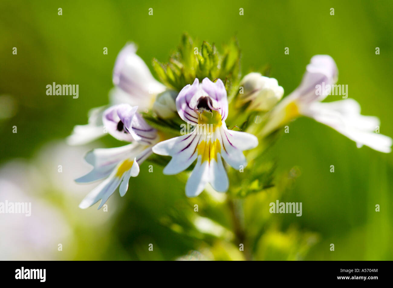 Eyebright leaf hi-res stock photography and images - Alamy