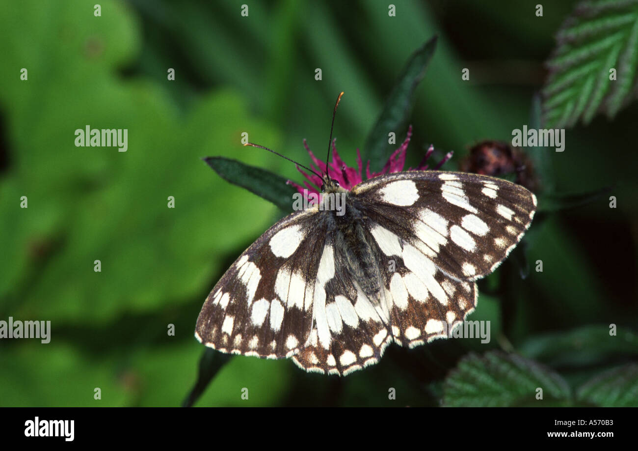 Marbled white butterfly Melanargia galathea Stock Photo - Alamy
