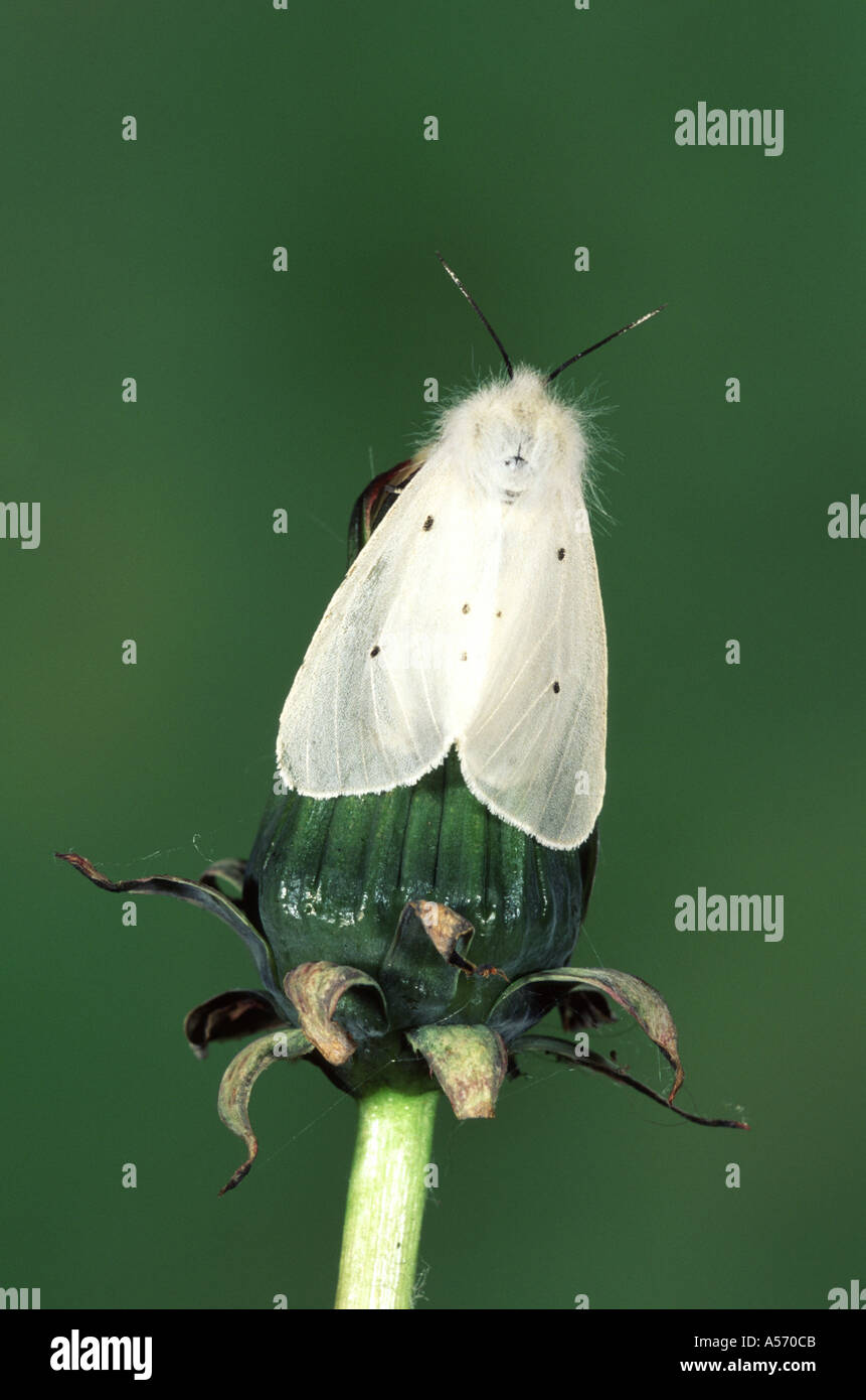Muslin moth hi-res stock photography and images - Alamy