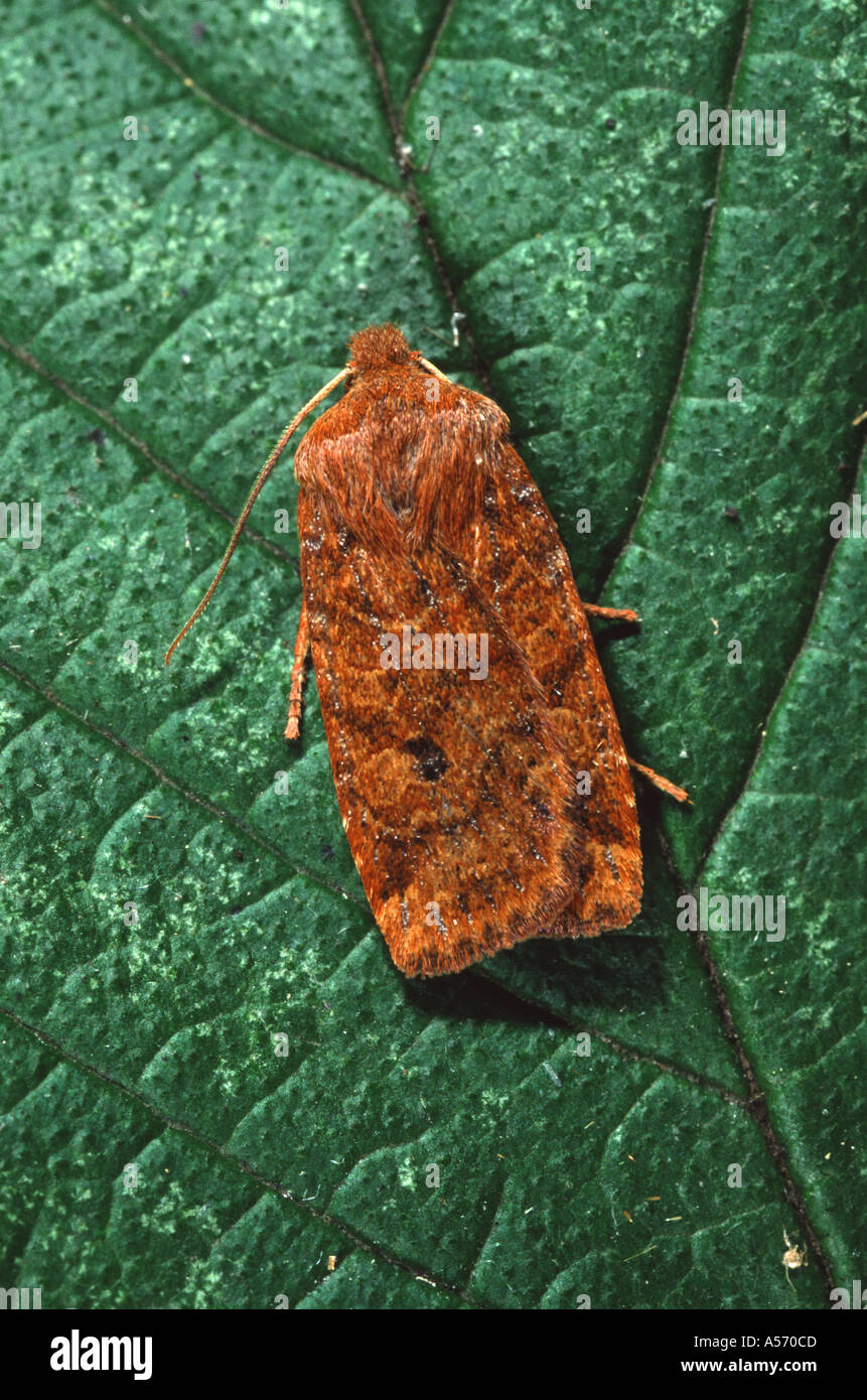 The Chestnut moth Conistra vaccinii Stock Photo - Alamy