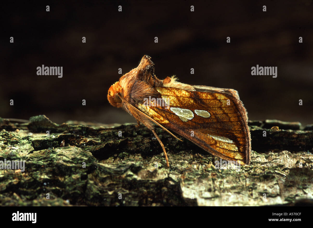 Gold spot moth hi-res stock photography and images - Alamy