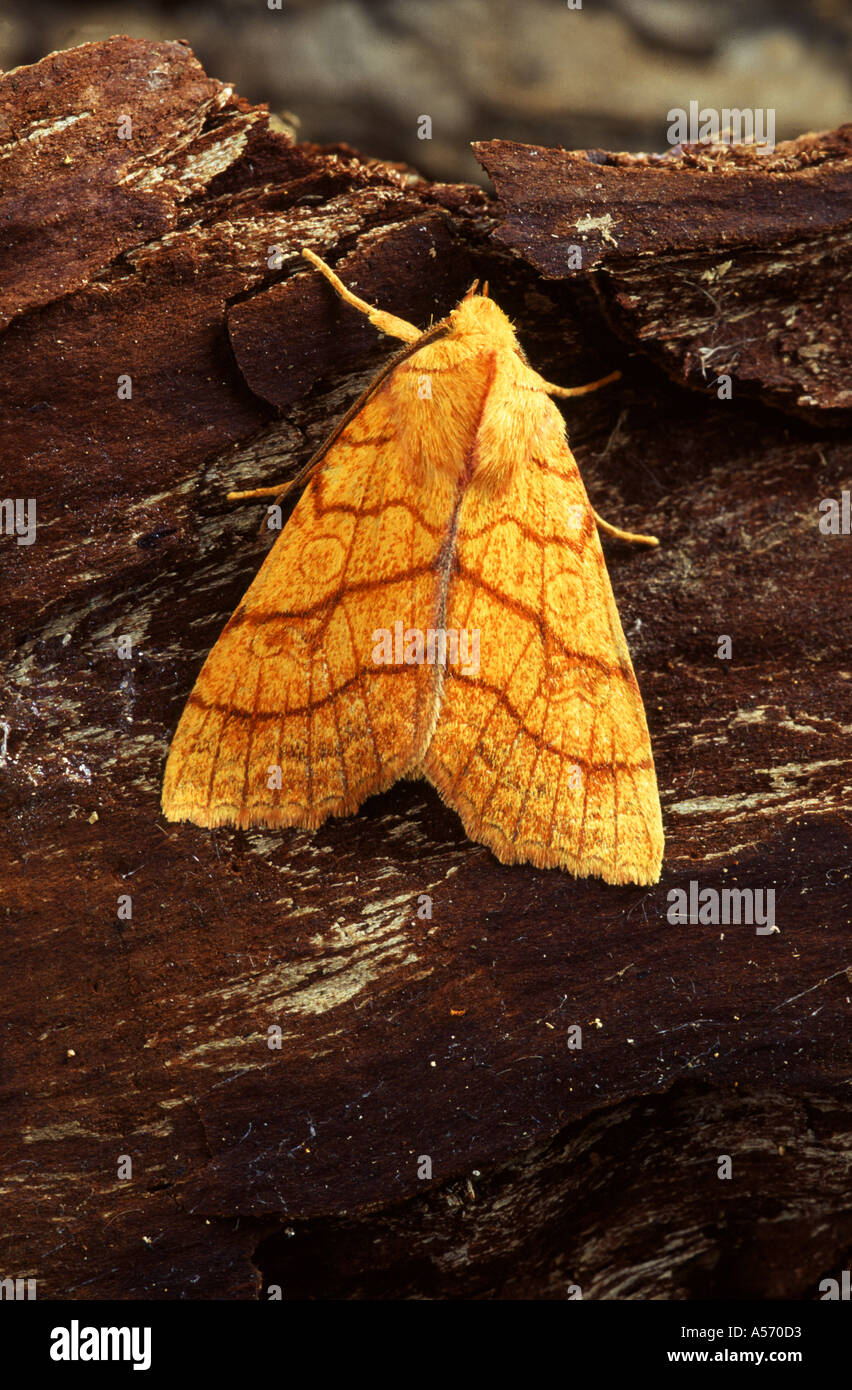 Xanthia hi-res stock photography and images - Alamy