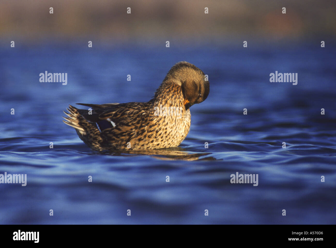Mallard Anas platyrhynchos female preening Stock Photo - Alamy