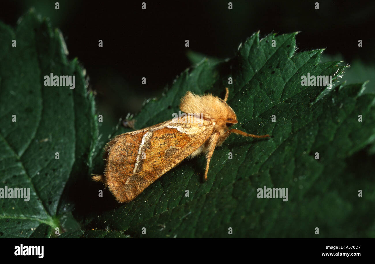 Common swift moth hi-res stock photography and images - Alamy