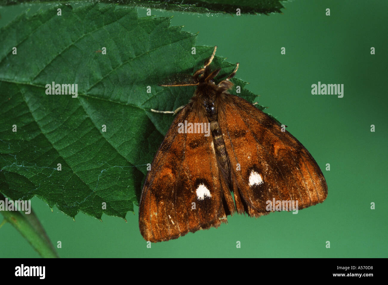 Vapourer moth Orgyia antiqua male Stock Photo - Alamy