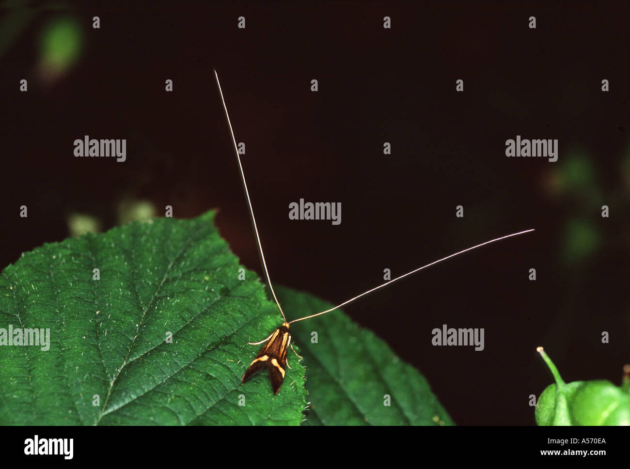 Longhorn moth Nemophora degeerella Stock Photo - Alamy