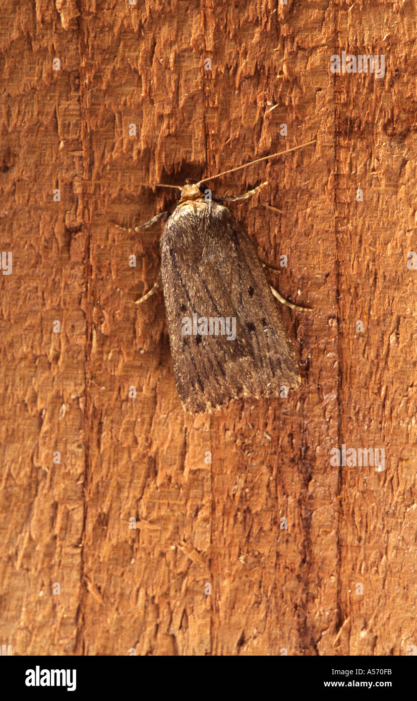 Mouse moth Amphipyra bragopoginis Stock Photo - Alamy