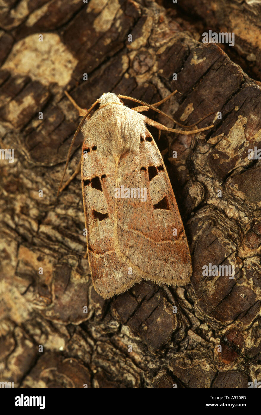 Autumnal Rustic moth paradiarsia glareosa Stock Photo - Alamy