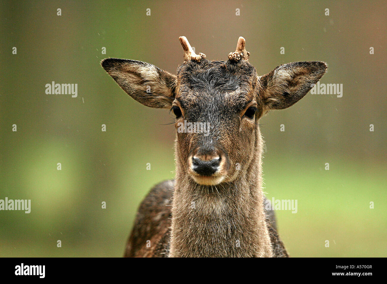 Damhirsch im Herbstwald Stock Photo - Alamy
