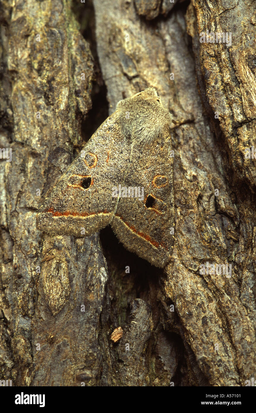 Red line quaker hi-res stock photography and images - Alamy