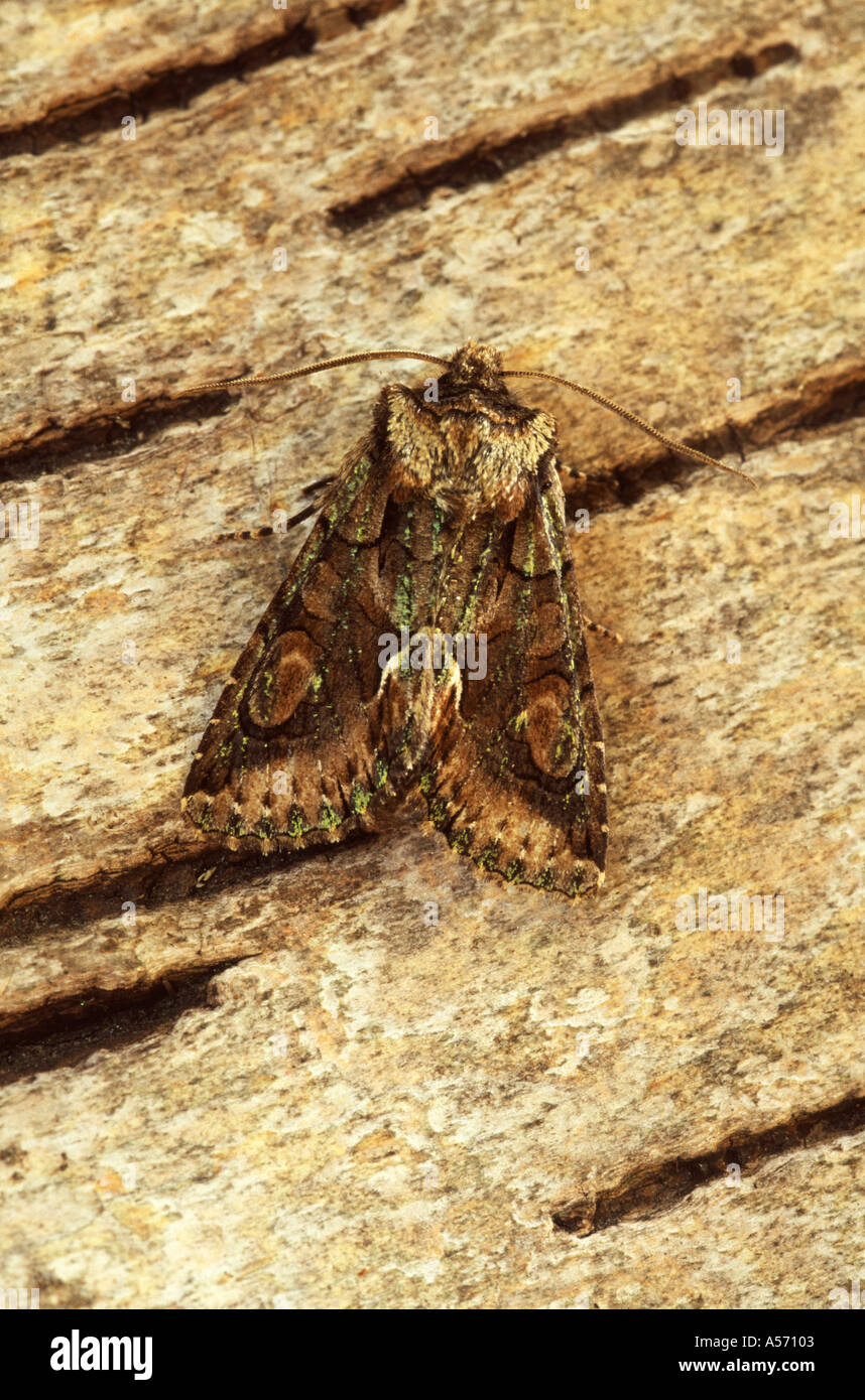 Green brindled crescent hi-res stock photography and images - Alamy