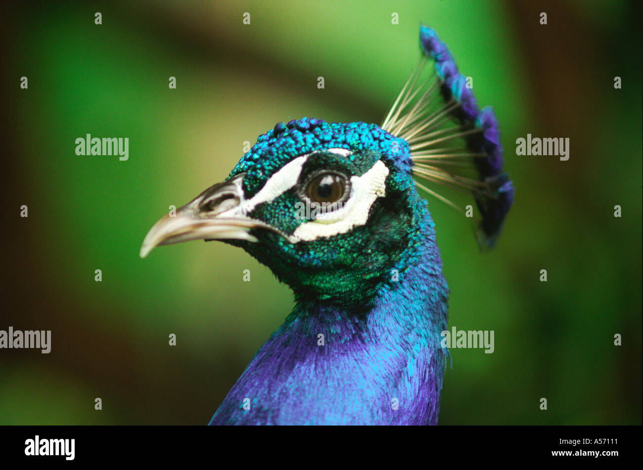 Peacock head close up Stock Photo - Alamy