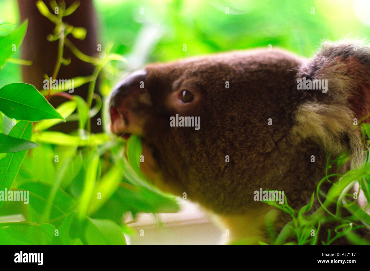 Koala eating leaves Stock Photo - Alamy