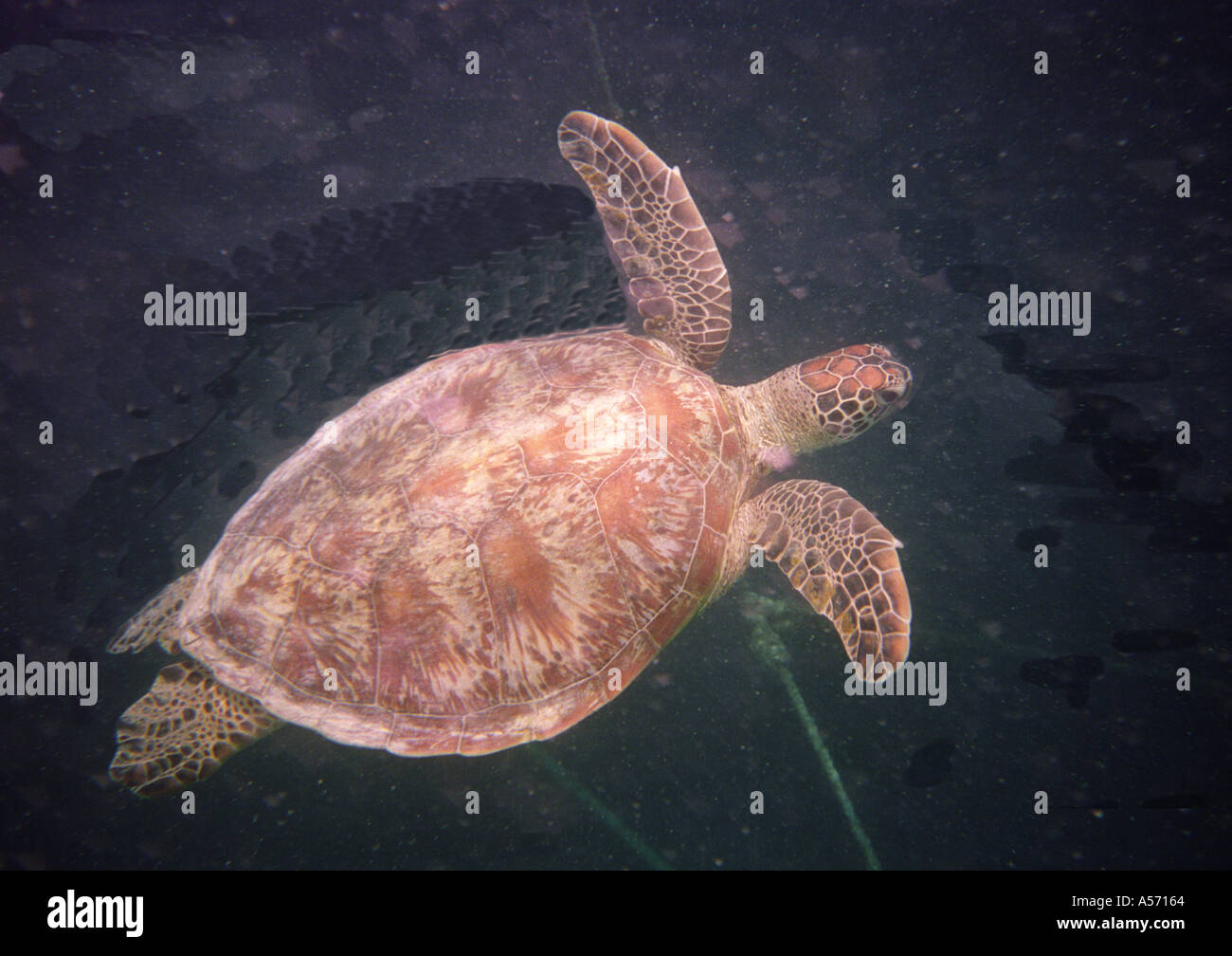 Turtle underwater in the barrier reef Australia Stock Photo - Alamy