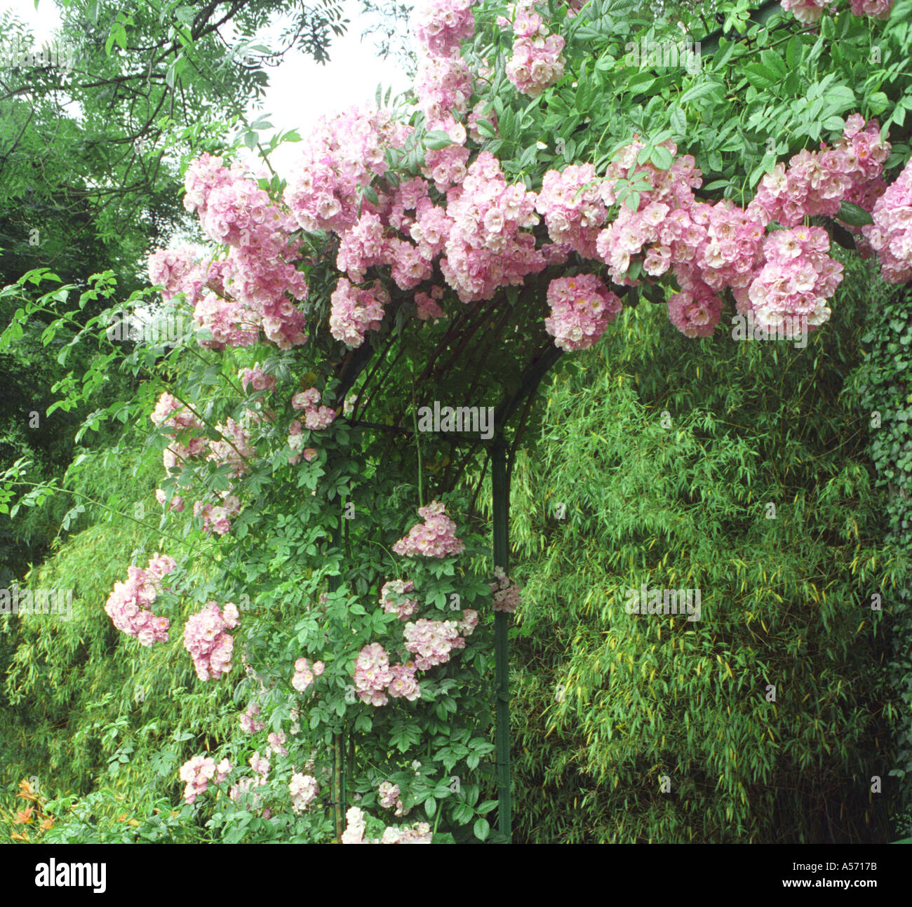 Monet s Garden rose bower leading to famous footbridge Giverny Stock ...