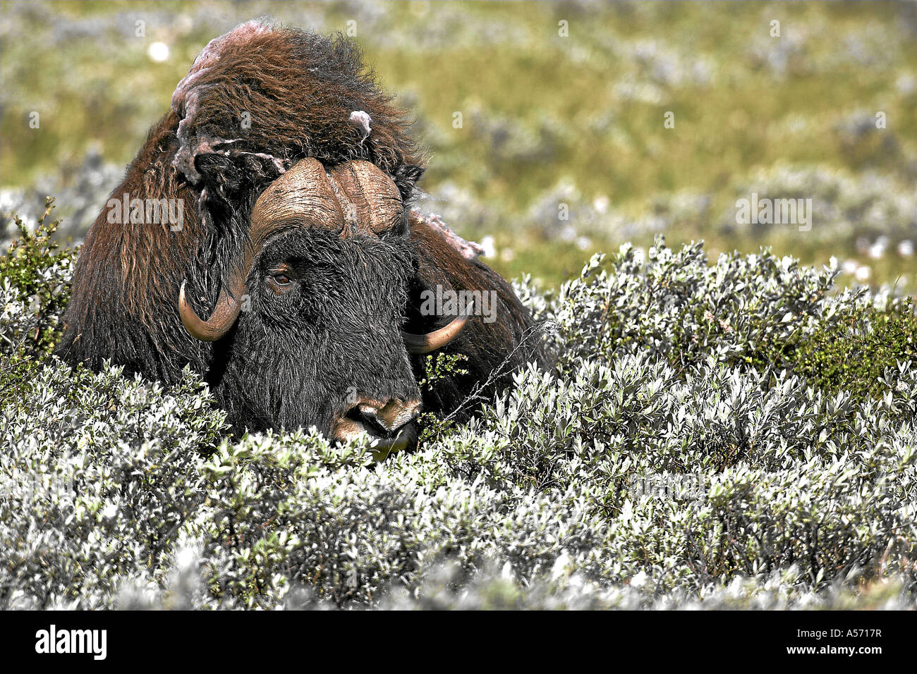 Moschustier hi-res stock photography and images - Alamy