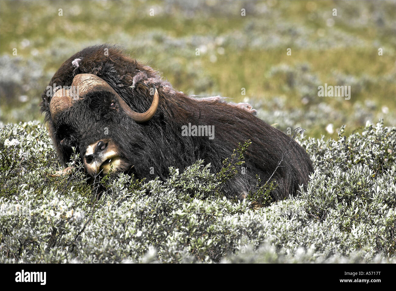Moschusochse Musk Ox Stock Photo - Alamy