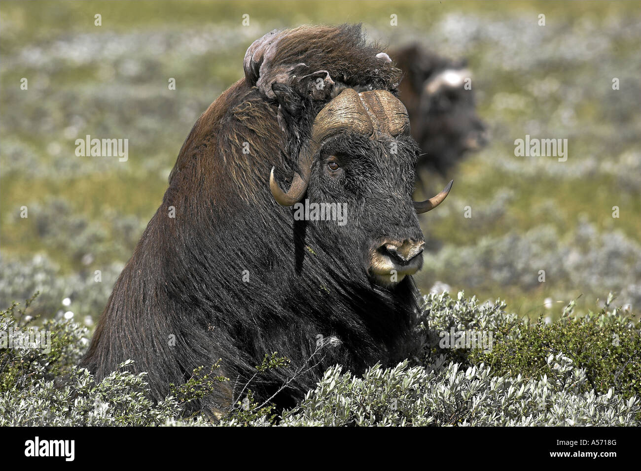 Moschustier hi-res stock photography and images - Alamy