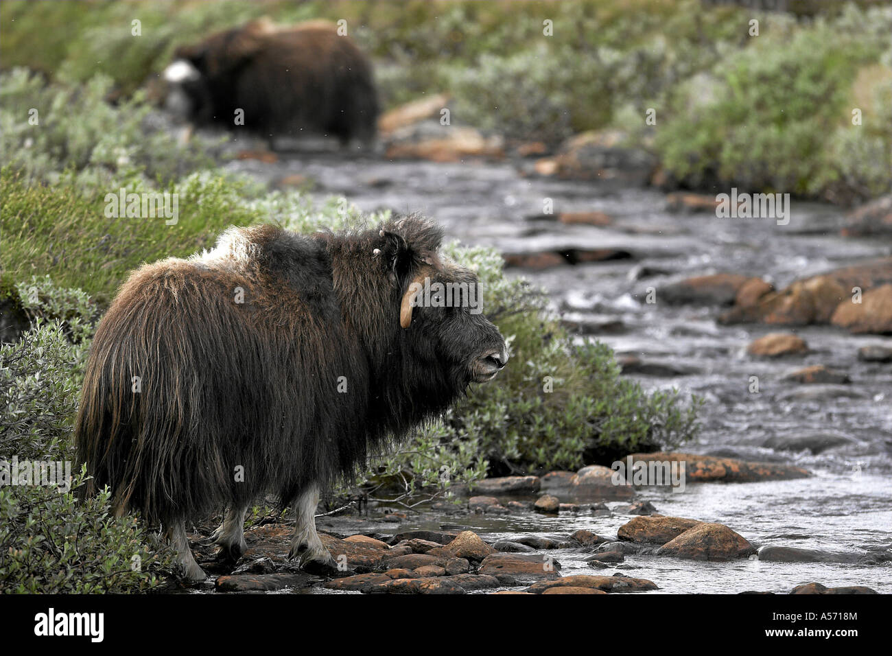 Moschustier hi-res stock photography and images - Alamy