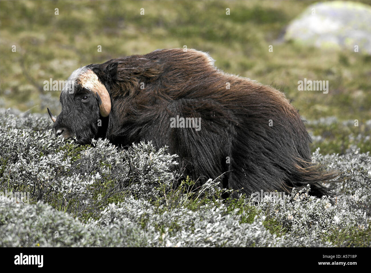 Moschustier hi-res stock photography and images - Alamy