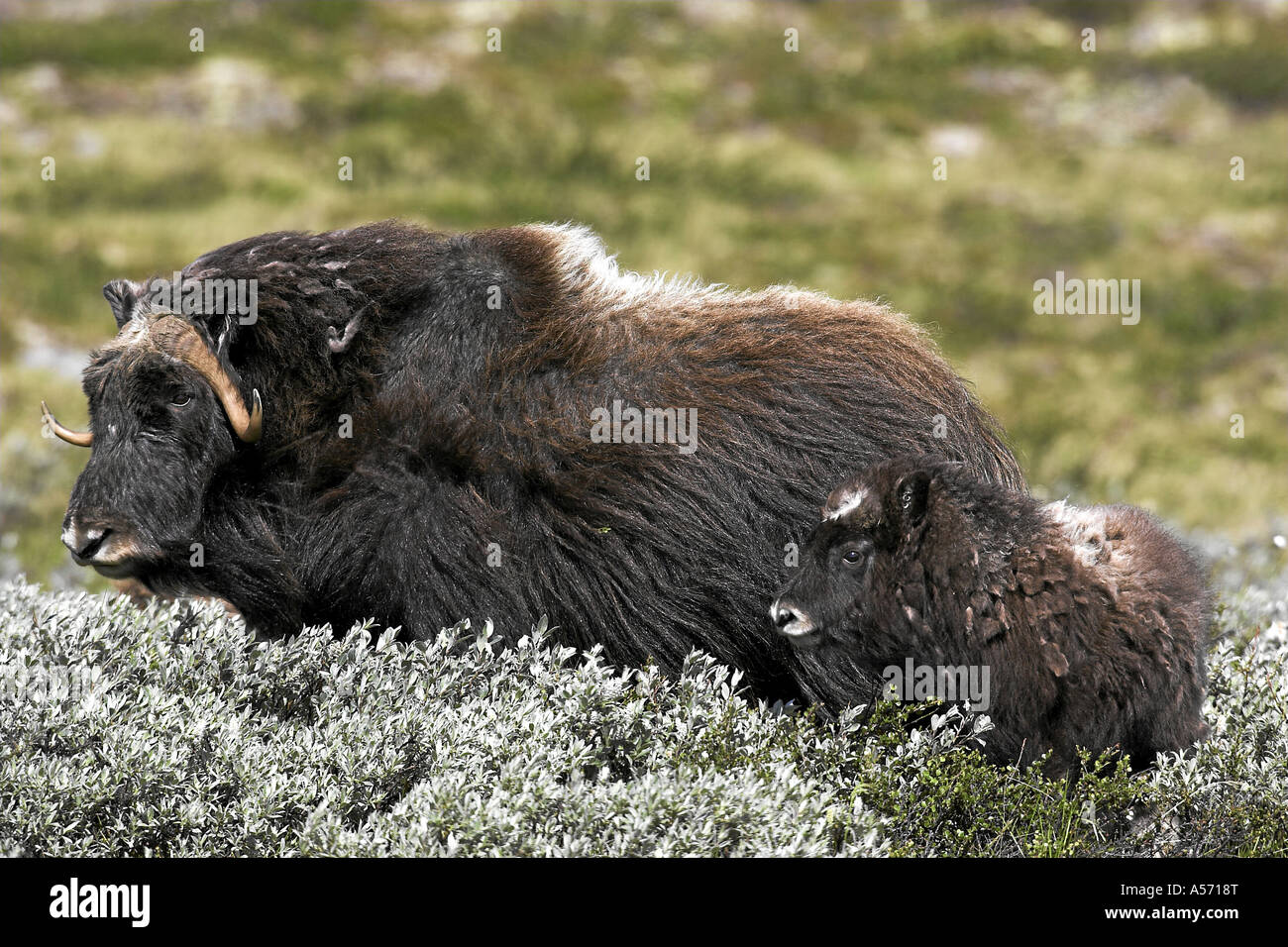 Moschusochse Musk Ox Stock Photo - Alamy