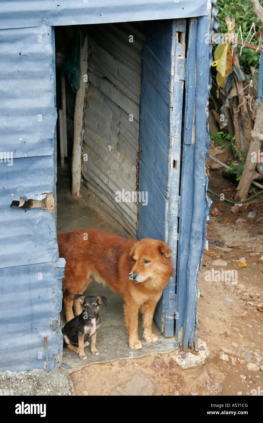 Painet ja1289 venezuela slum dogs barquisimeto latin america south ...